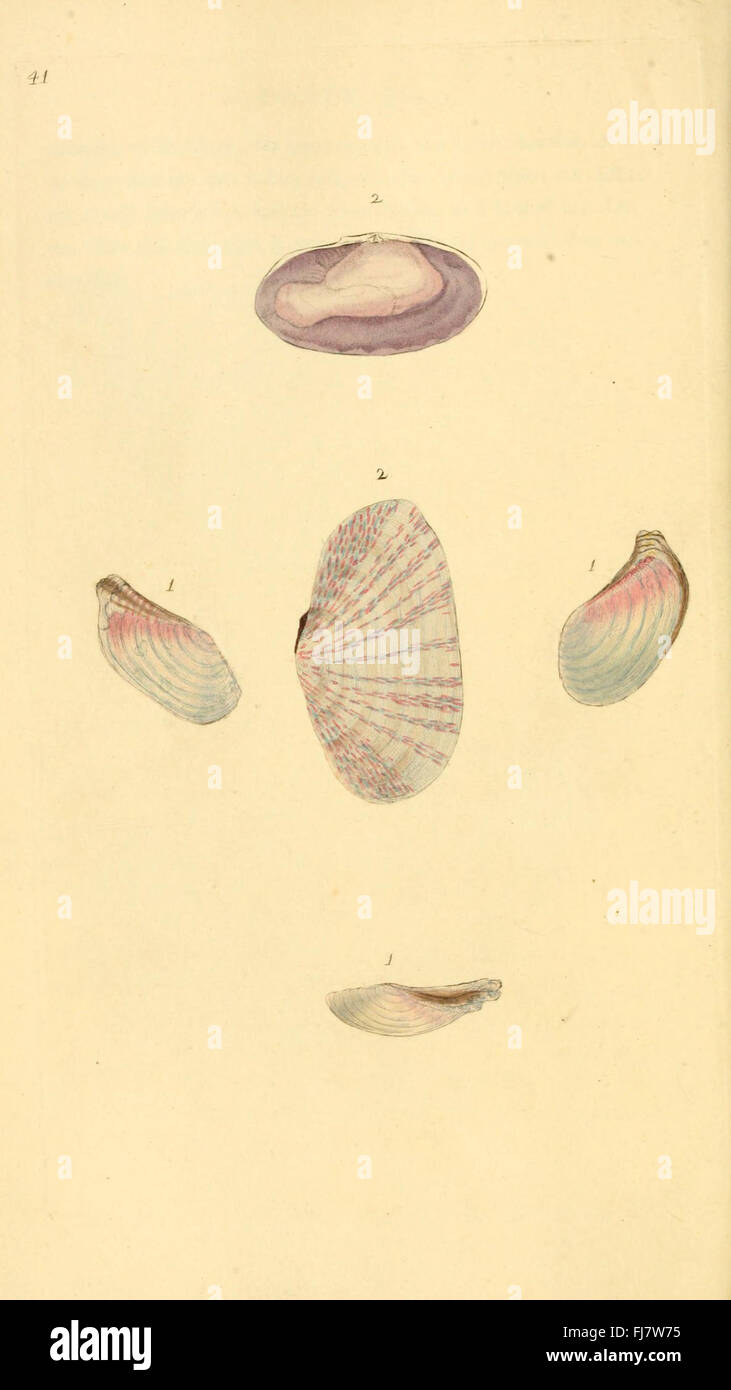 A comprehensive guide to the mollusks and shells of Great Britain ...