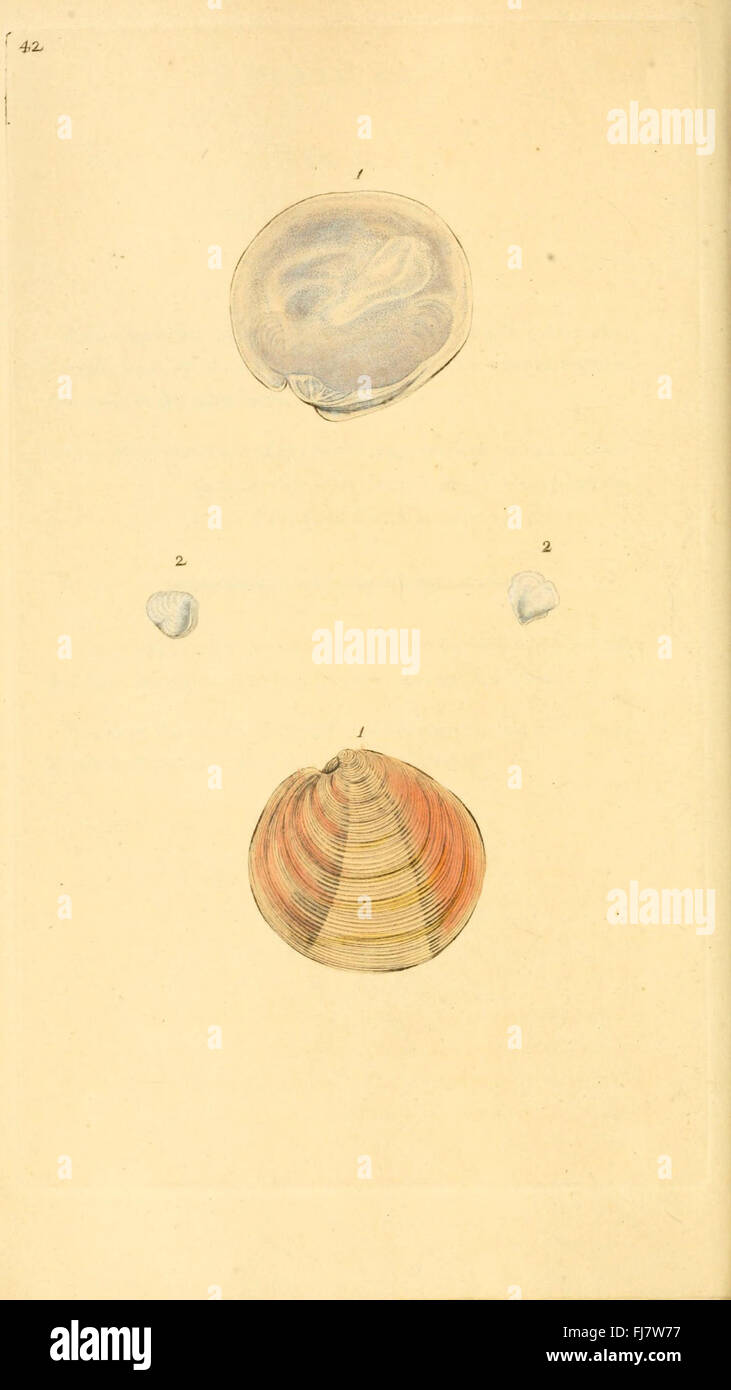 'The Natural History of British Shells' provides a detailed study of ...