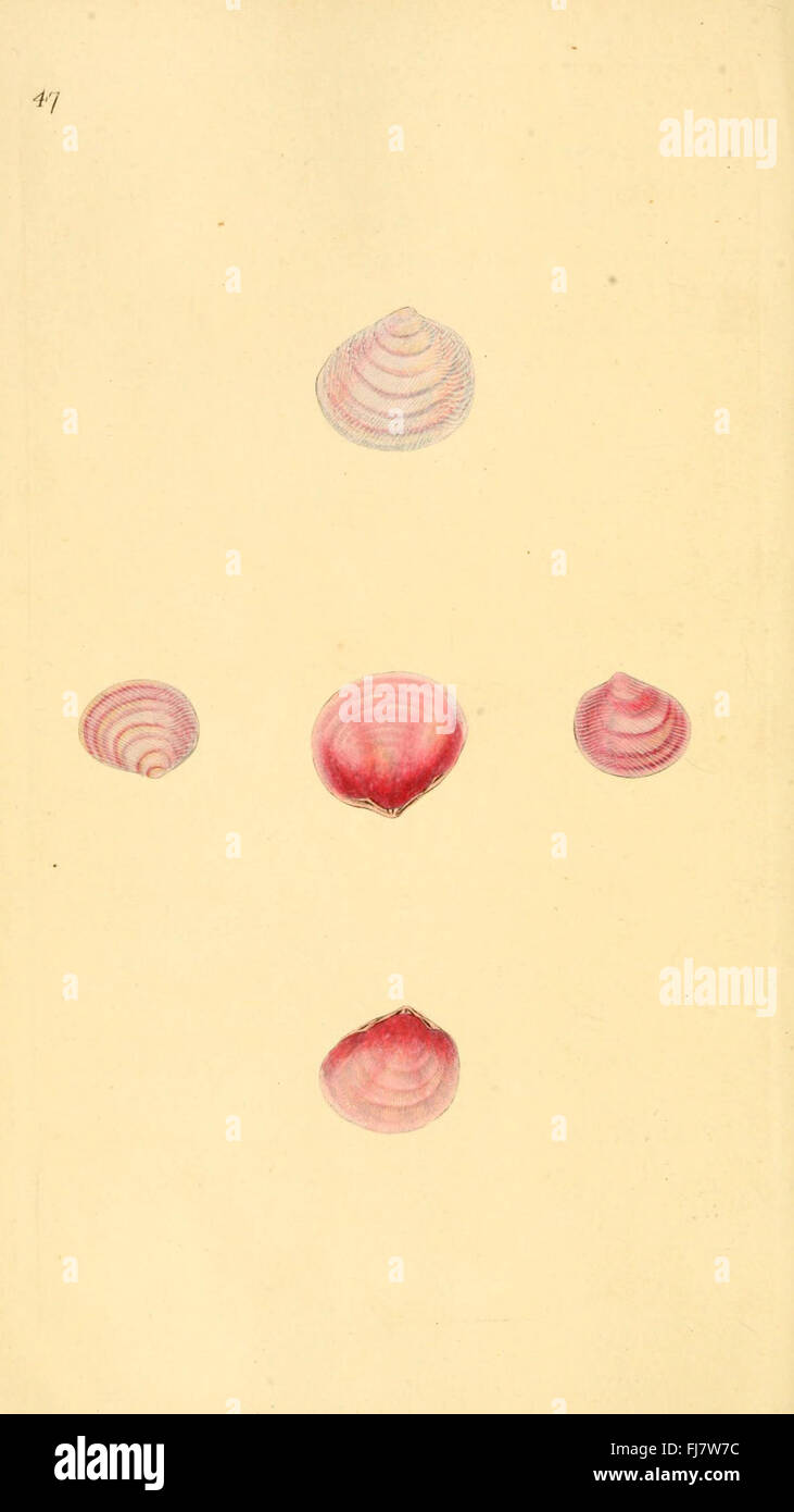 The Natural History of British Shells, Plate 47: A scientific work ...