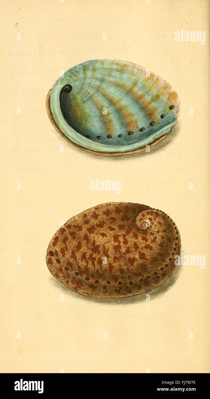 Great britain identification mollusks pictorial works hi-res stock ...