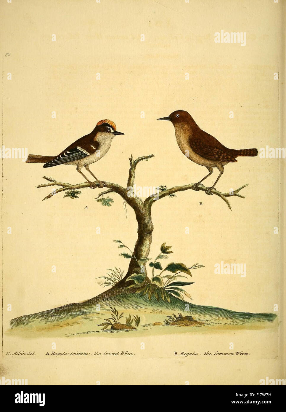 An early natural history study of bird species, featuring detailed ...
