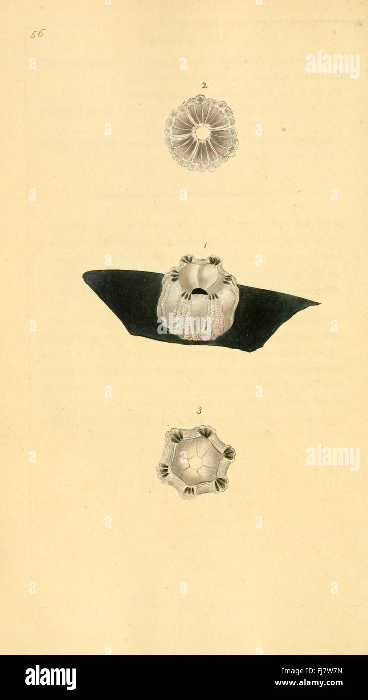 The Natural History of British Shells (Plate 56) - A Detailed Study of ...