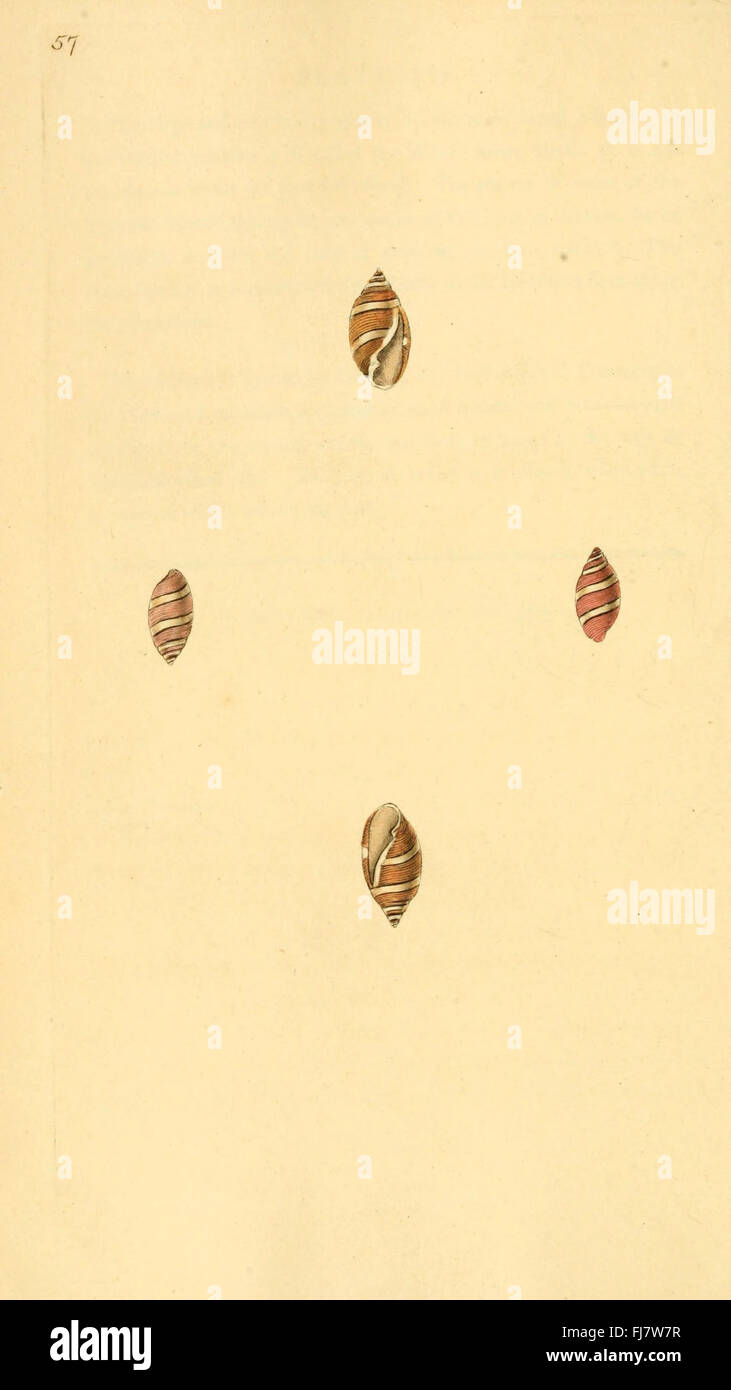 The natural history of British shells (Plate 57), Great Britain ...