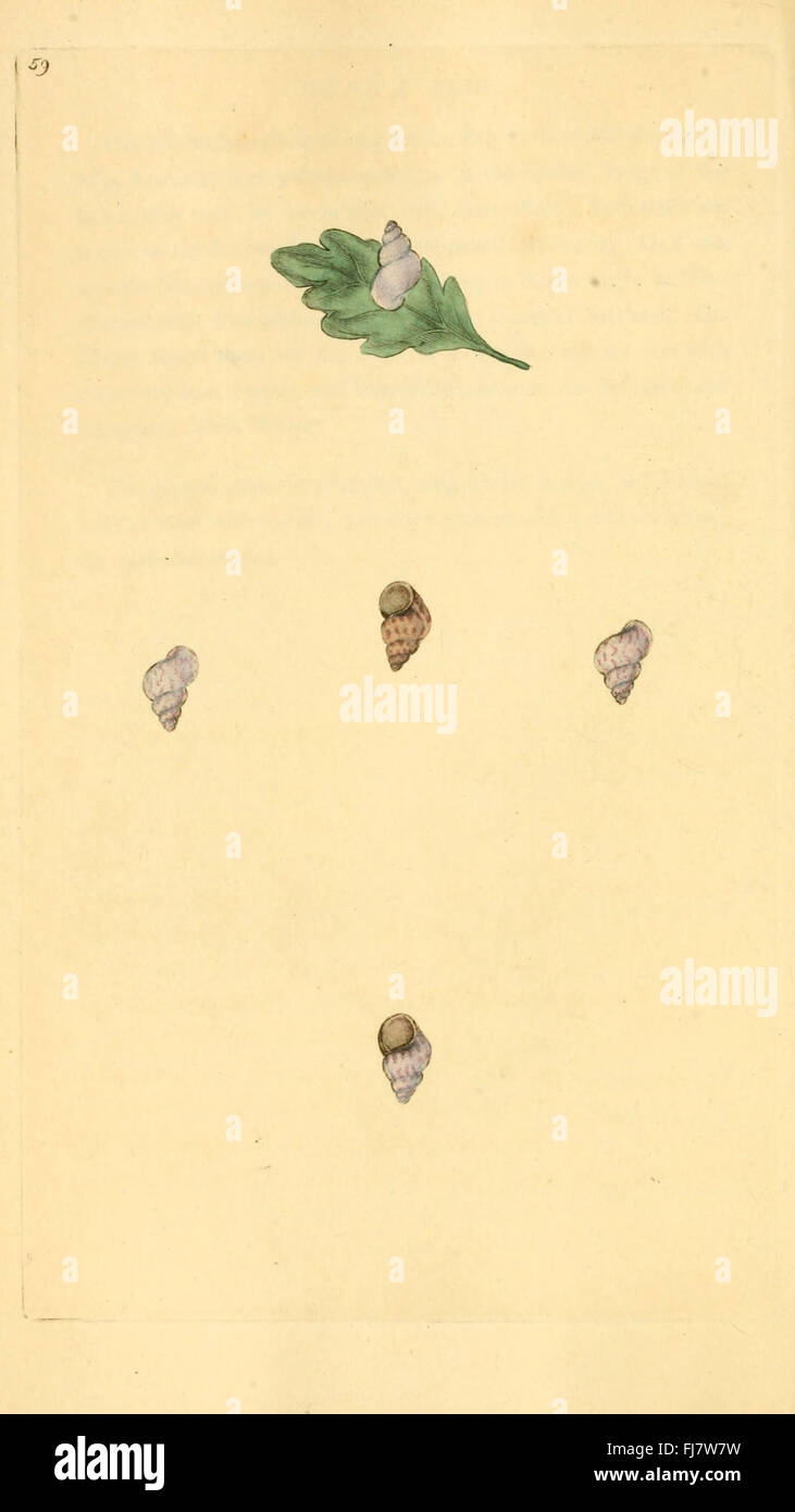 The Natural History of British Shells (Plate 59), Great Britain ...
