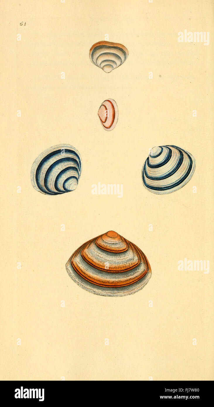 Natural History of British Shells, Plate 61, Great Britain, Mollusks ...