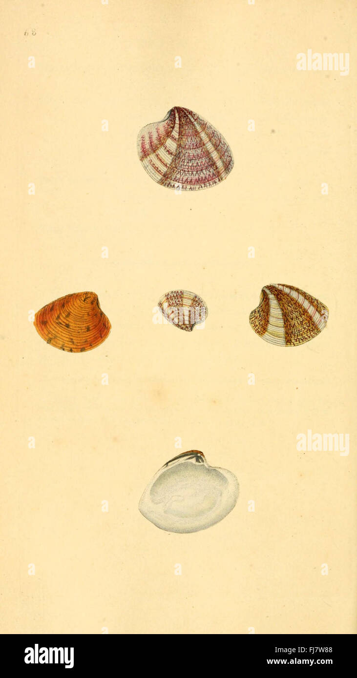 The natural history of British seashells and mollusks Stock Photo - Alamy