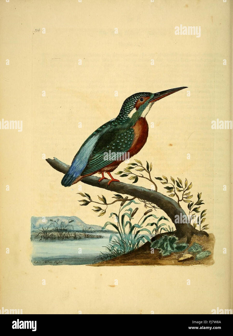 A natural history of birds Stock Photo - Alamy