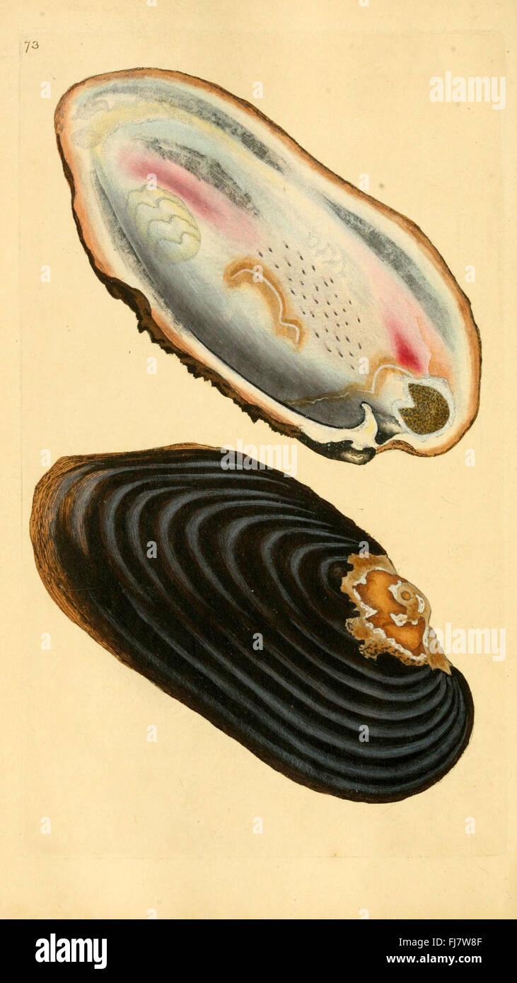 A scientific work documenting British shell species, with precise ...