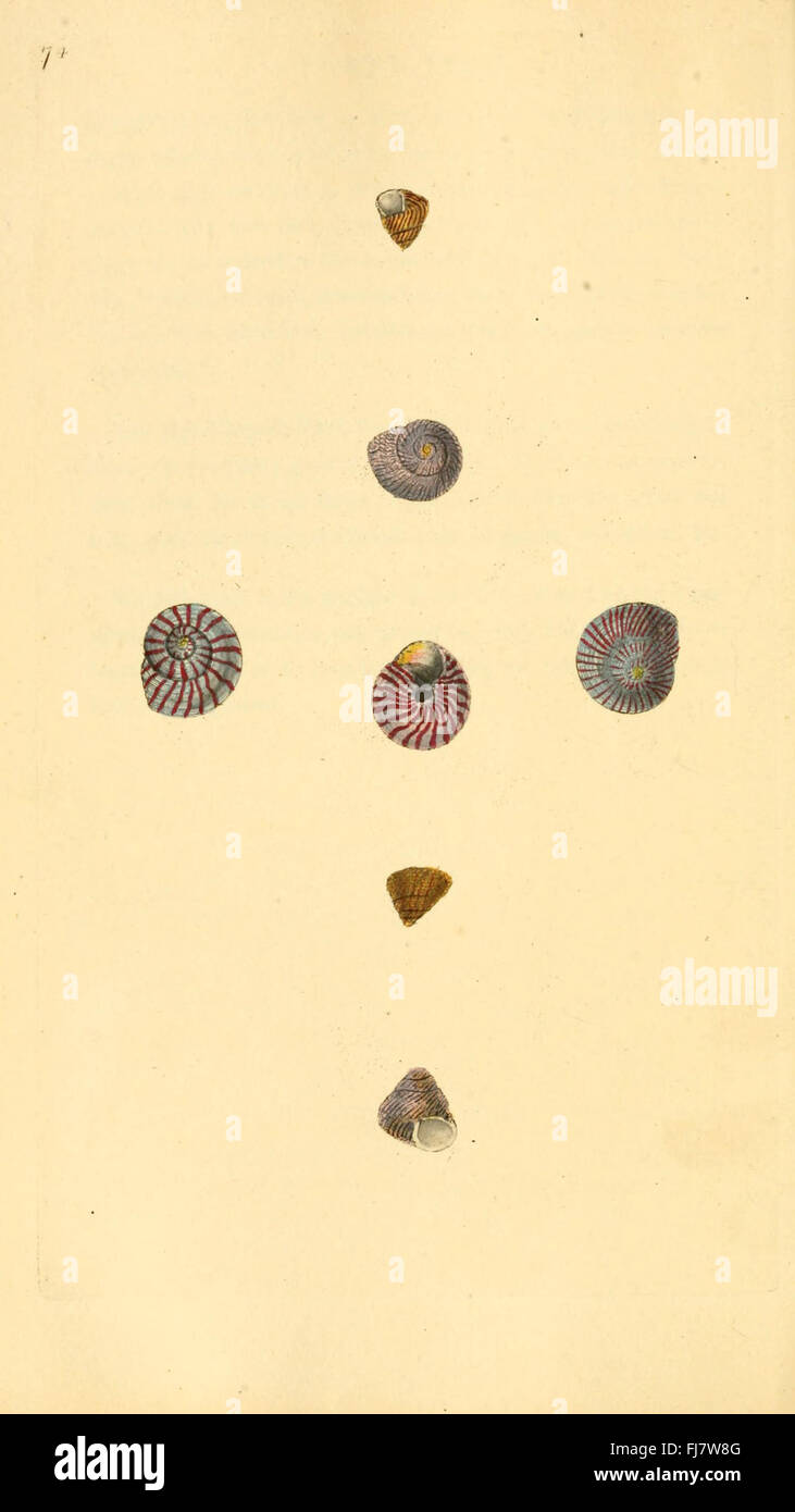 An illustration from 'The Natural History of British Shells ...