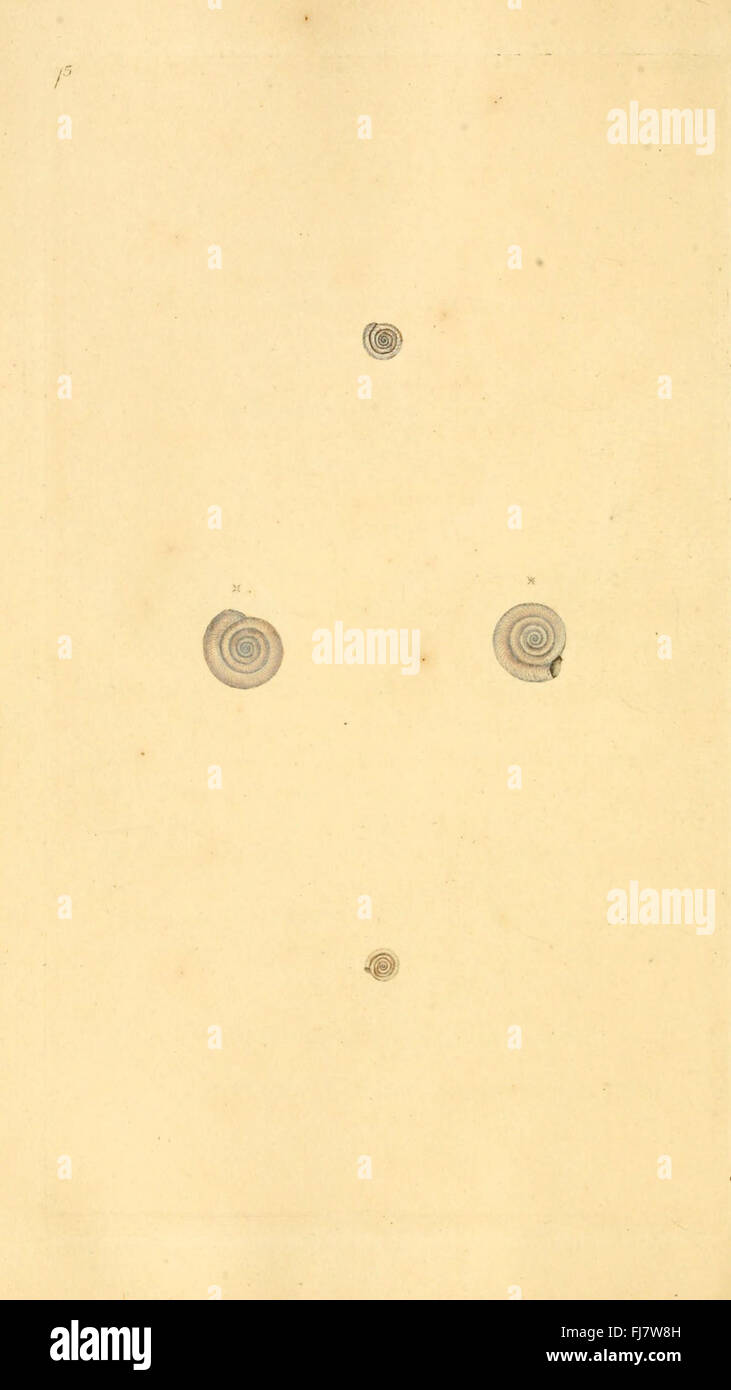 75 m m shells hi-res stock photography and images - Alamy