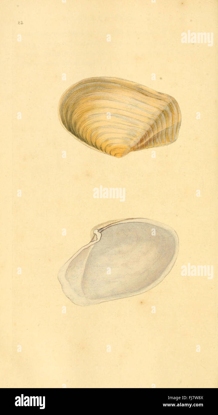 An illustrated work documenting the natural history of British shells ...