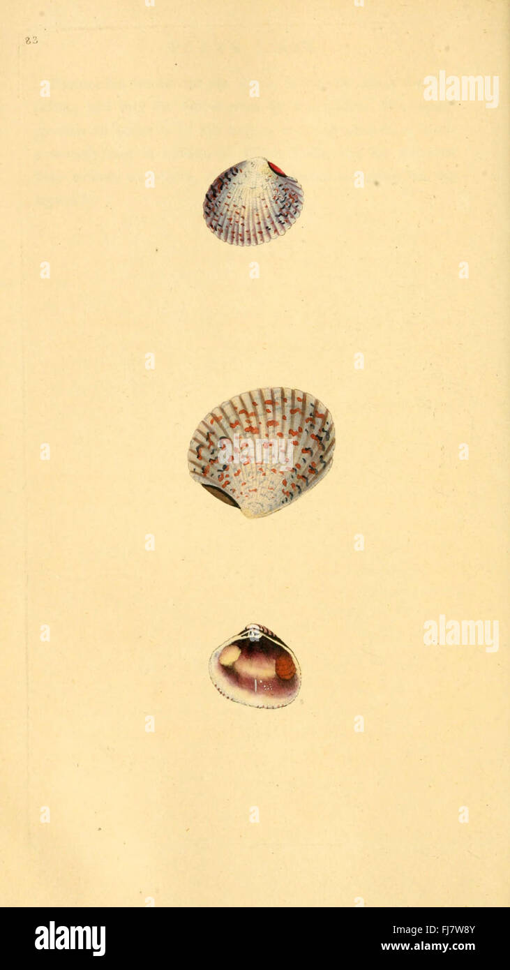 Shells mollusks pictorial works hi-res stock photography and images - Alamy