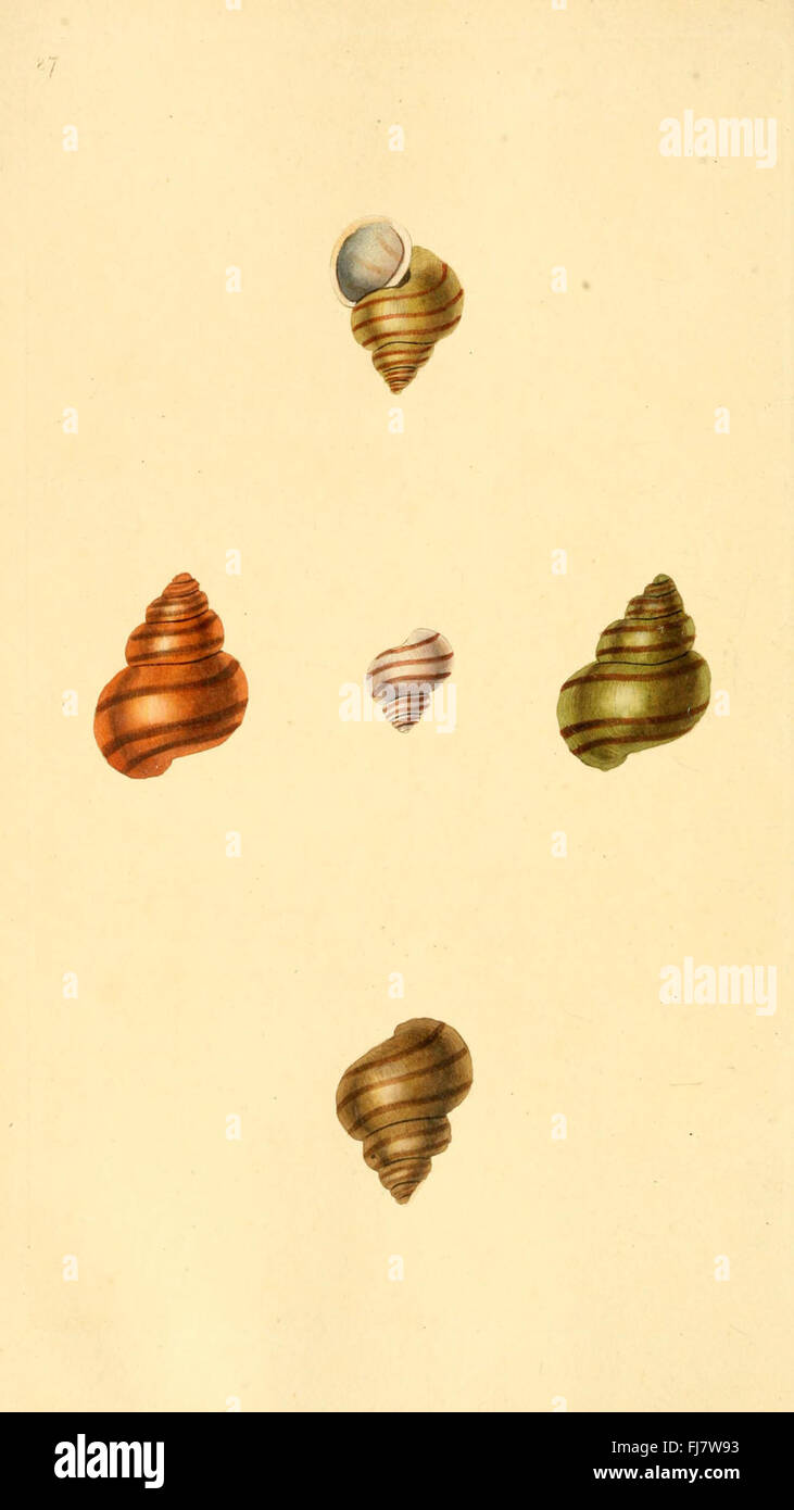 The natural history of British shells (Plate 87 Stock Photo - Alamy
