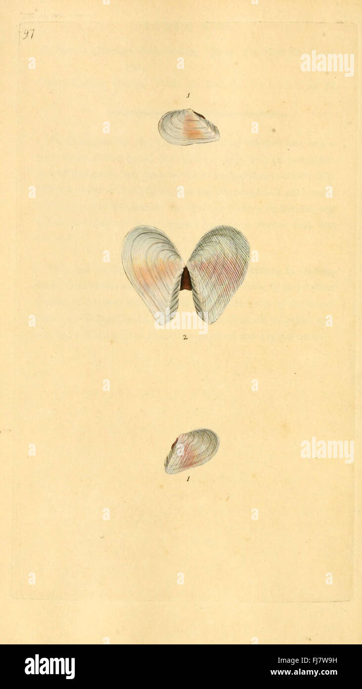 Study of various seashells hi-res stock photography and images - Alamy