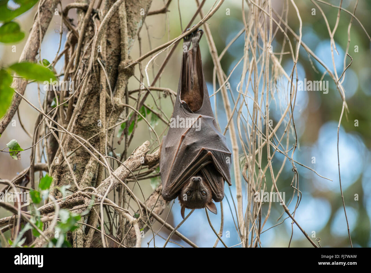 Little red flying fox roosting. The little red flying fox (Pteropus ...