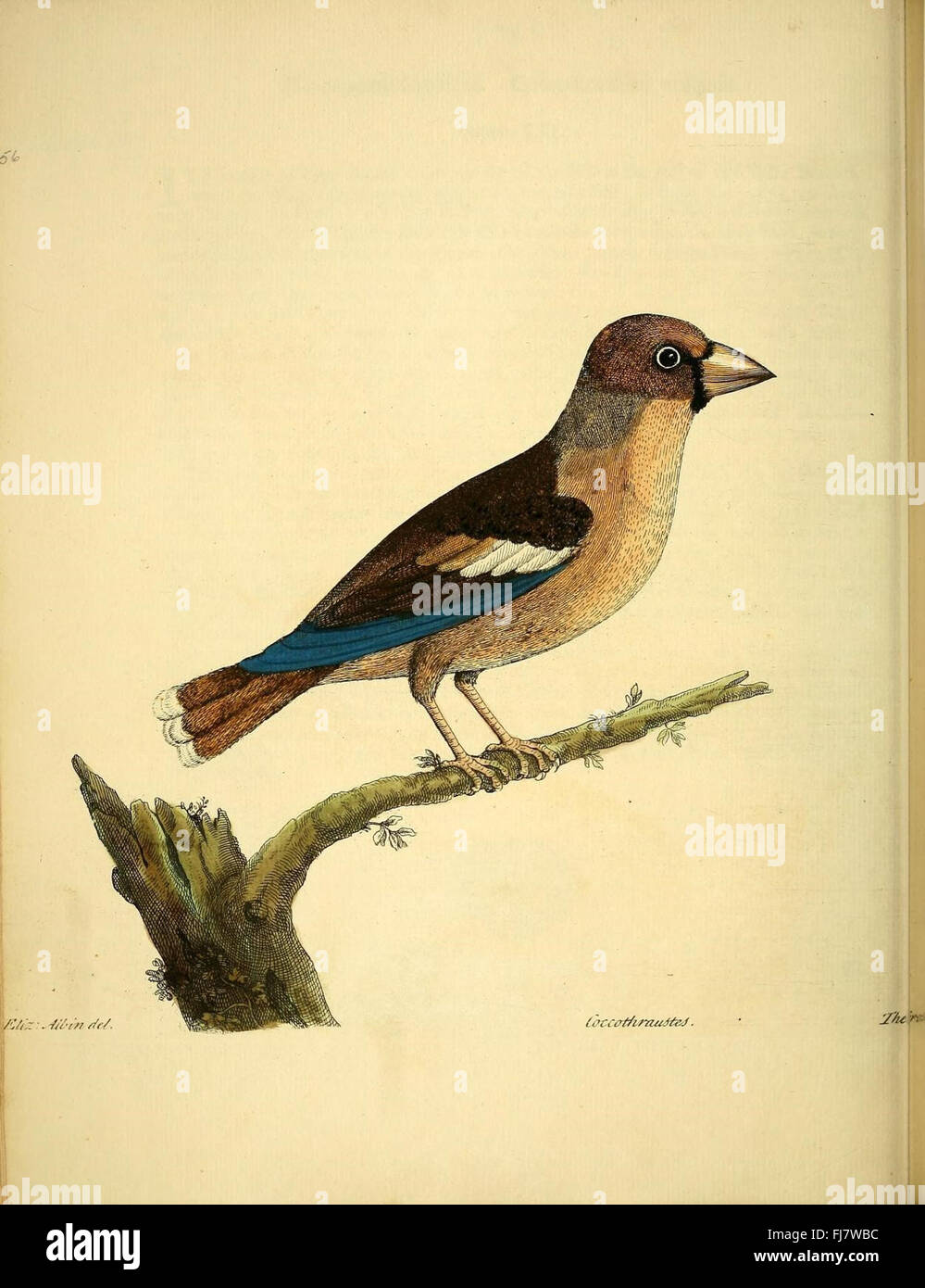 A natural history of birds (Numb. LVI), Birds, Early works to 1800 ...