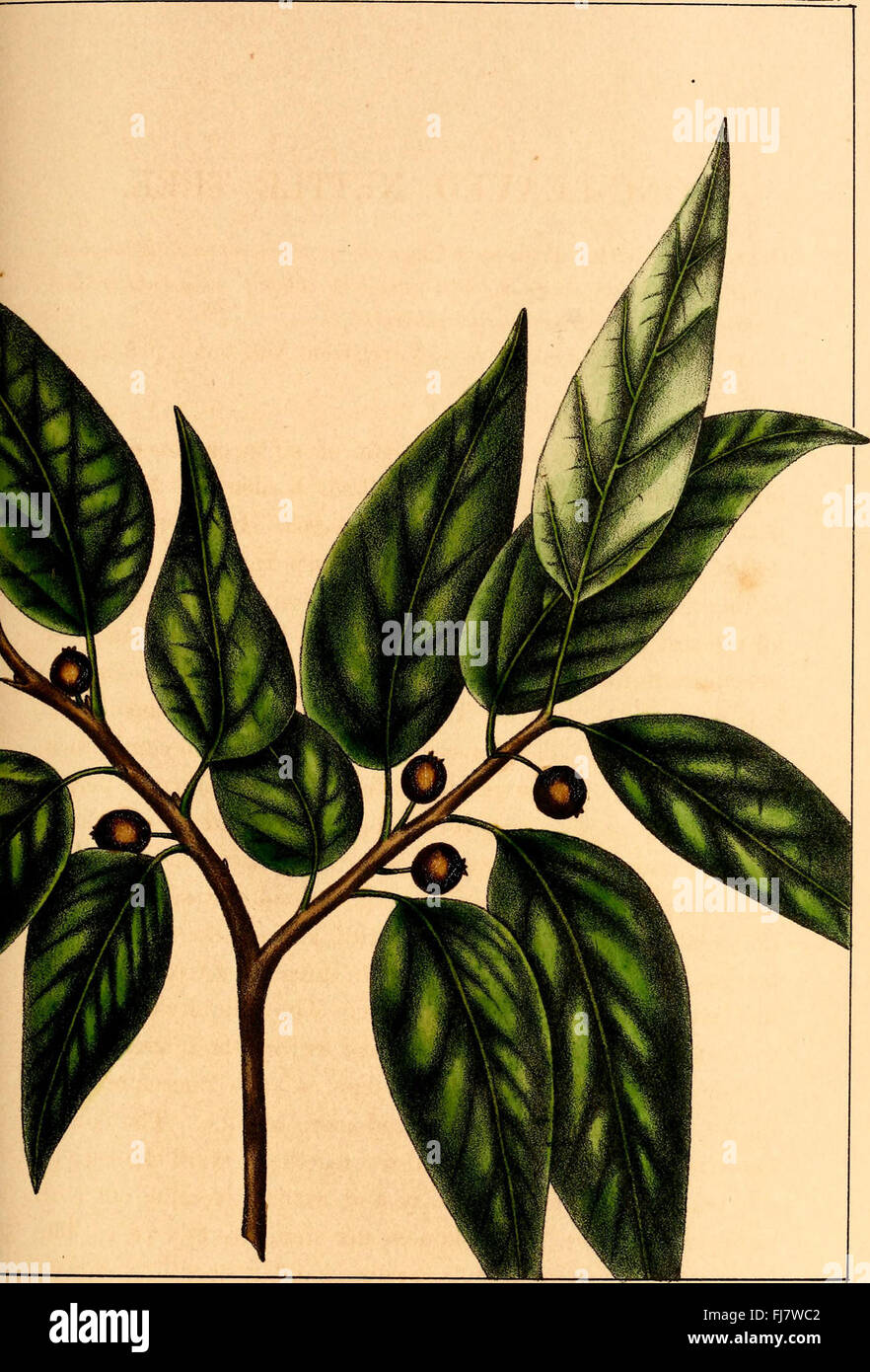 North American Trees: A Guide to Forest Species in the United States ...