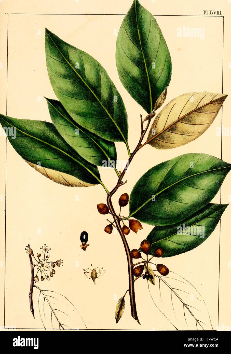 A detailed description of North American forest trees, focusing on ...