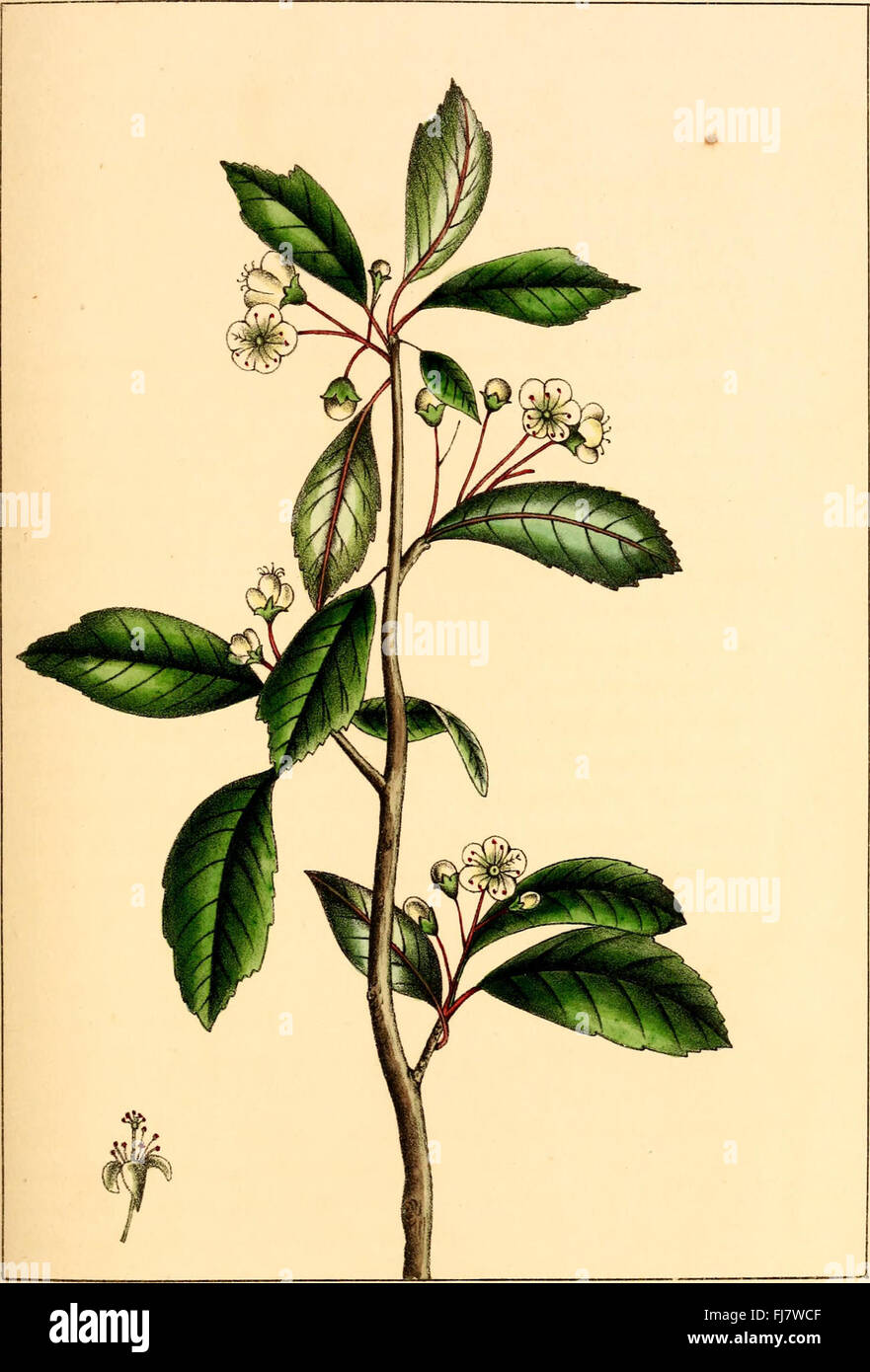 The North American Sylva, forest trees, United States, Canada, Nova ...