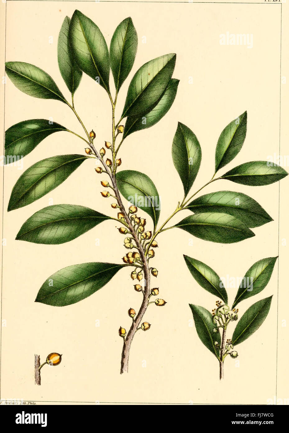 A comprehensive description of forest trees in North America, Canada ...