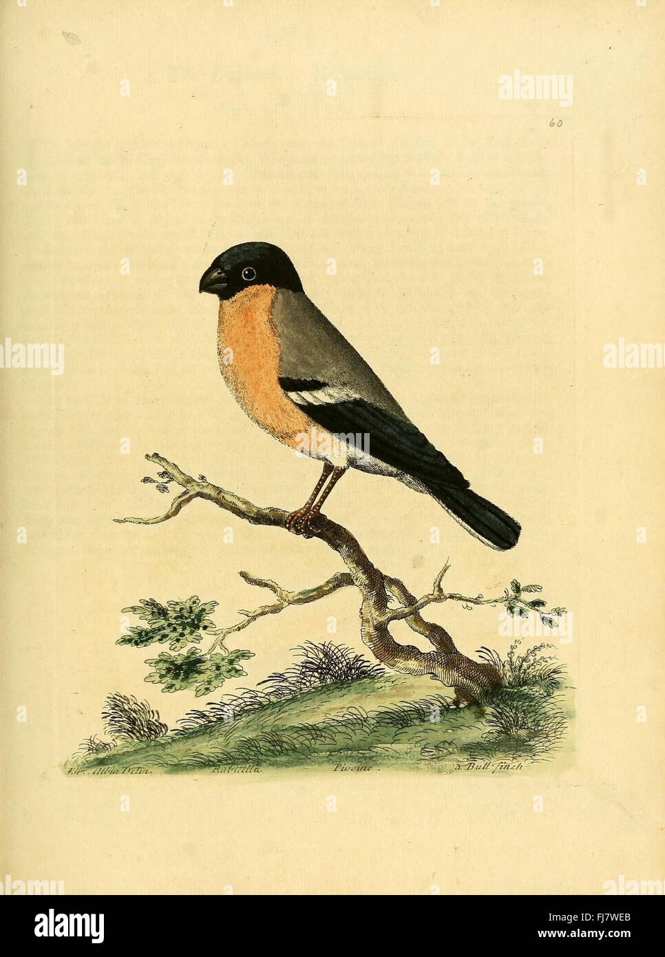 A volume in the 'Natural History of Birds', featuring detailed ...