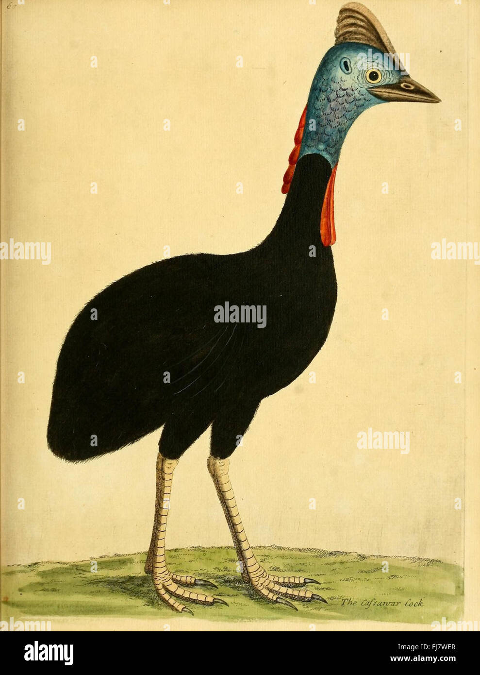 A natural history of birds (Numb. LX Stock Photo - Alamy