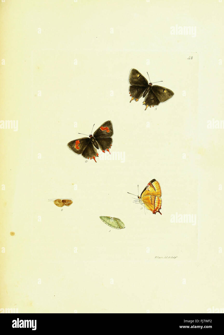 A scientific monograph documenting British butterfly species, their ...