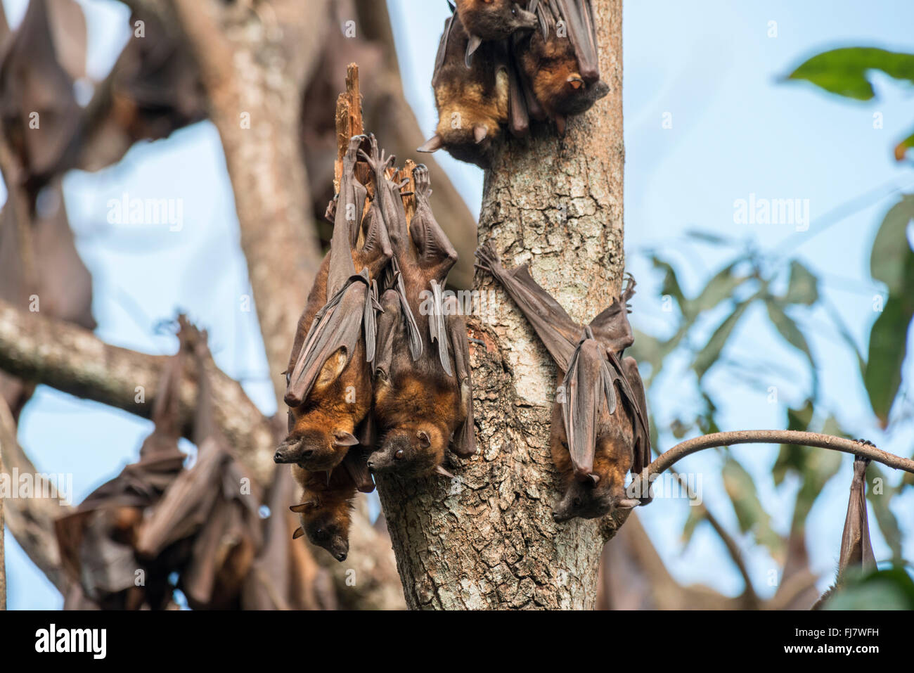 Little red flying foxes roosting in clusters – sometimes up to 30 have ...