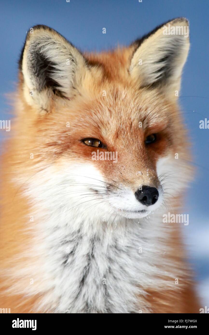 Fox howling hi-res stock photography and images - Alamy