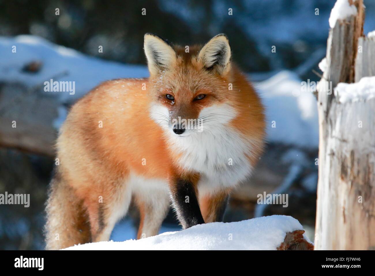 Fox howling hi-res stock photography and images - Alamy