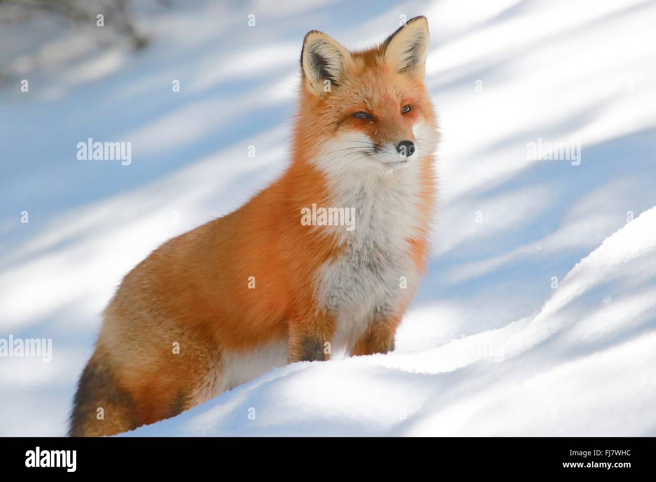 Fox howling hi-res stock photography and images - Alamy