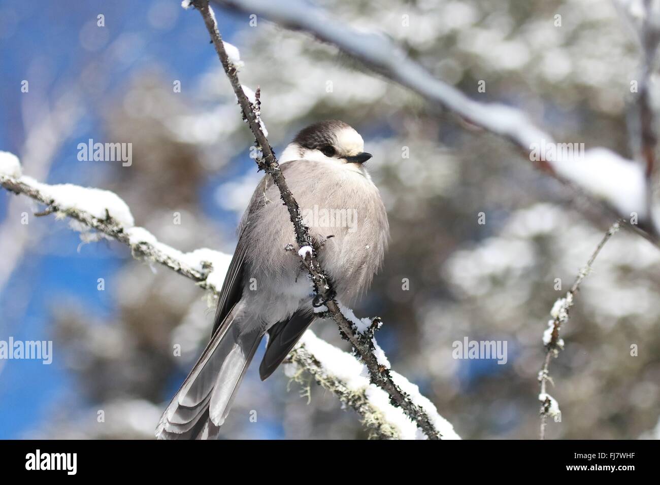 Gray jay hi-res stock photography and images - Alamy