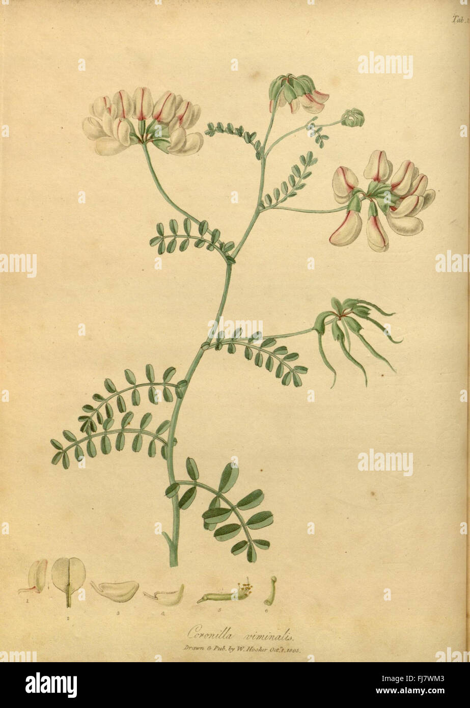 A 19th-century botanical work featuring hand-colored engravings of ...