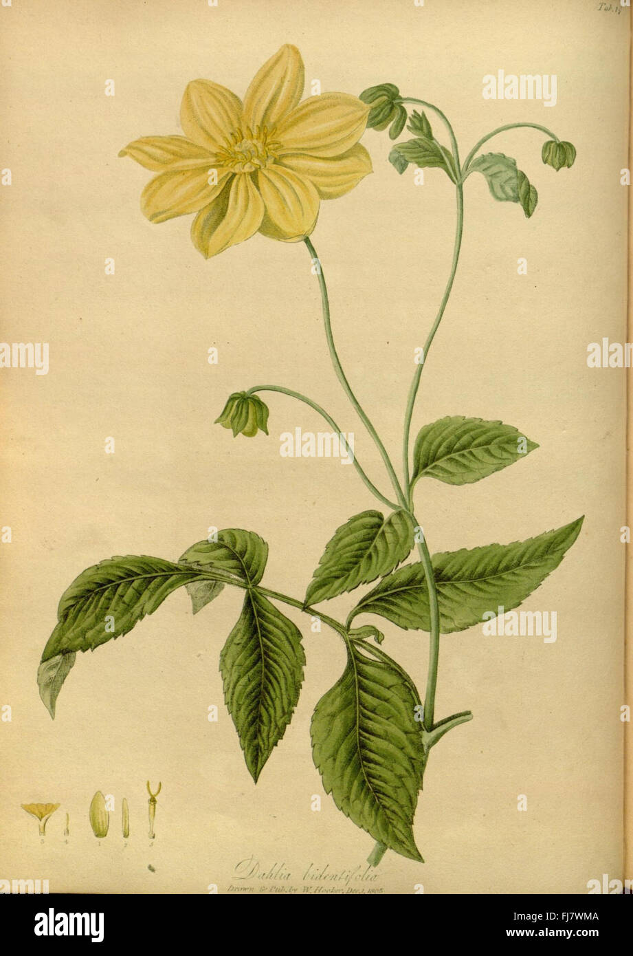 A 19th-century botanical work showcasing cultivated plants in London ...