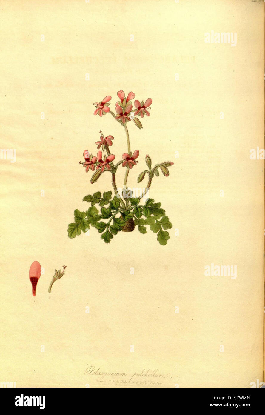 A 19th-century botanical work showcasing hand-colored copper engravings ...