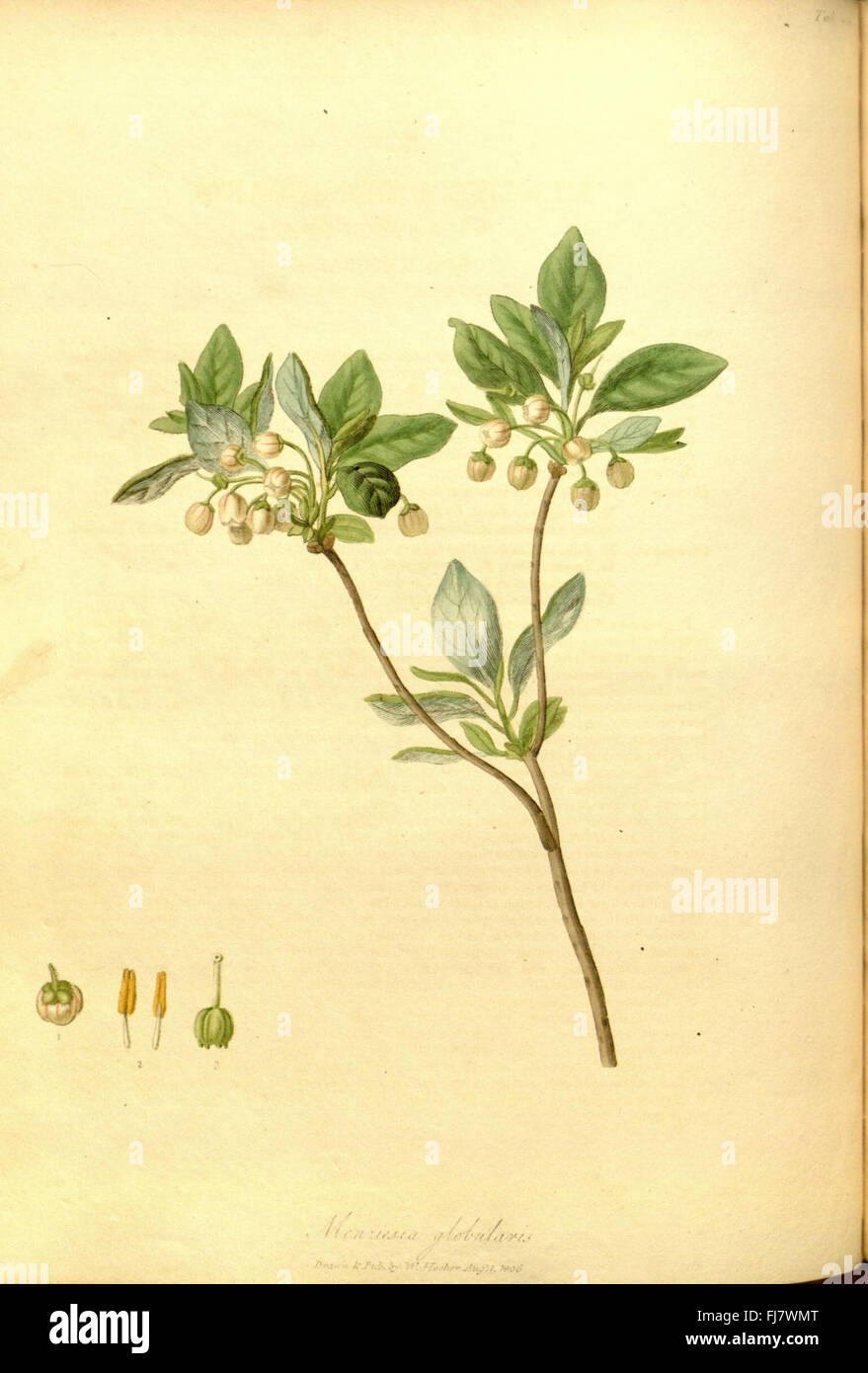 An 1805 botanical work featuring hand-colored copper engravings of ...