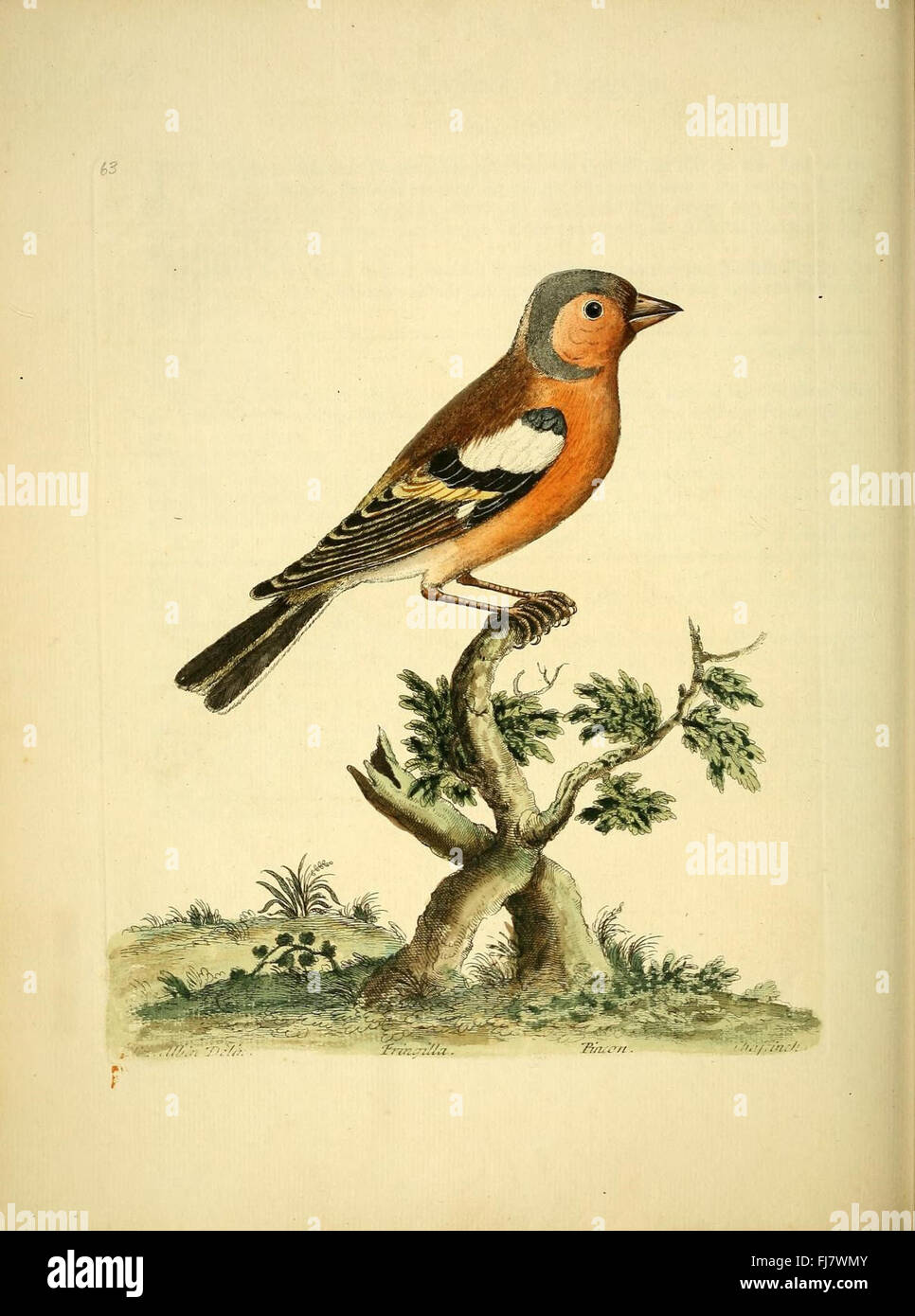 A natural history of birds, birds, early works, ornithology ...