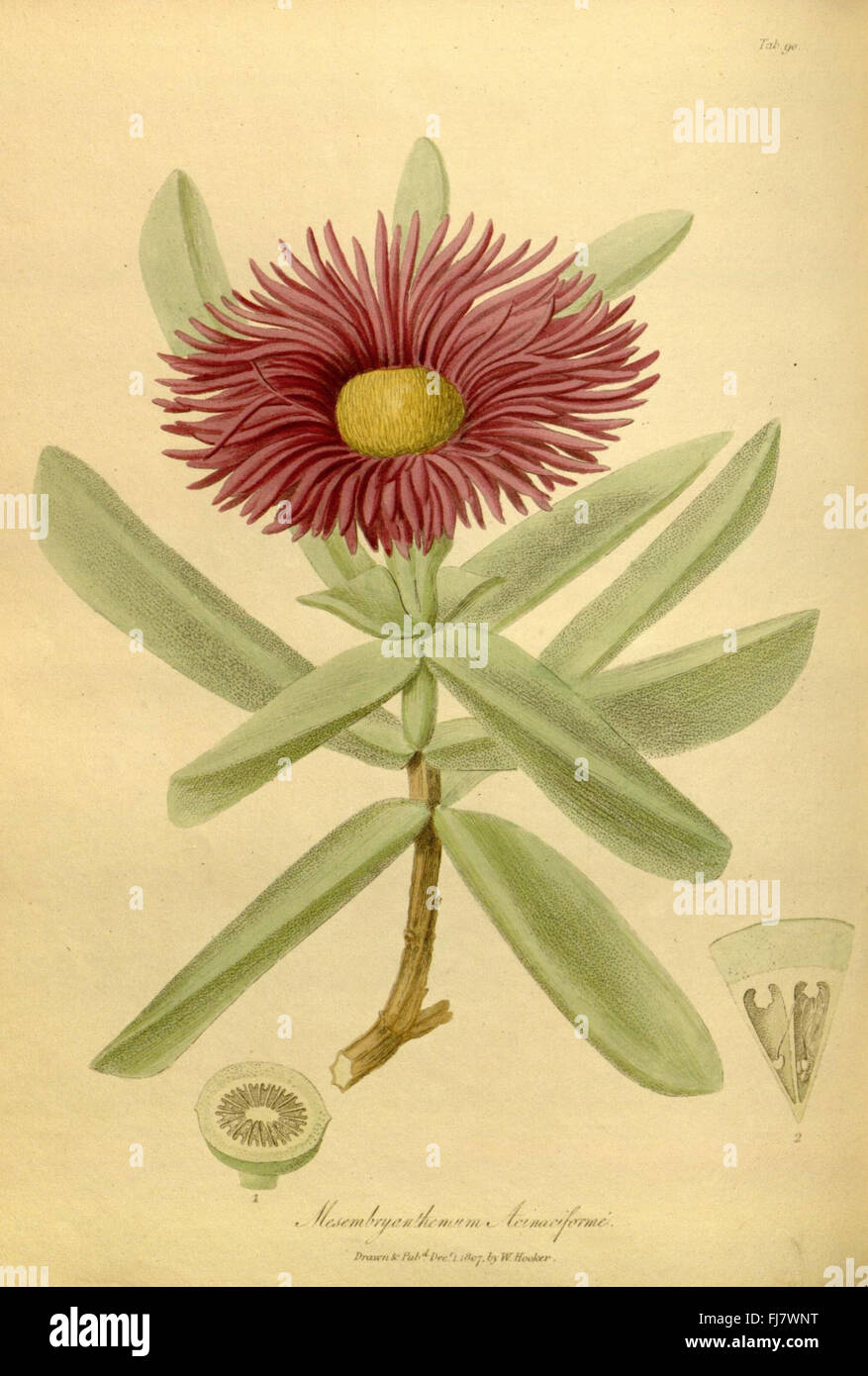 19th-century botanical engravings of cultivated plants from London ...