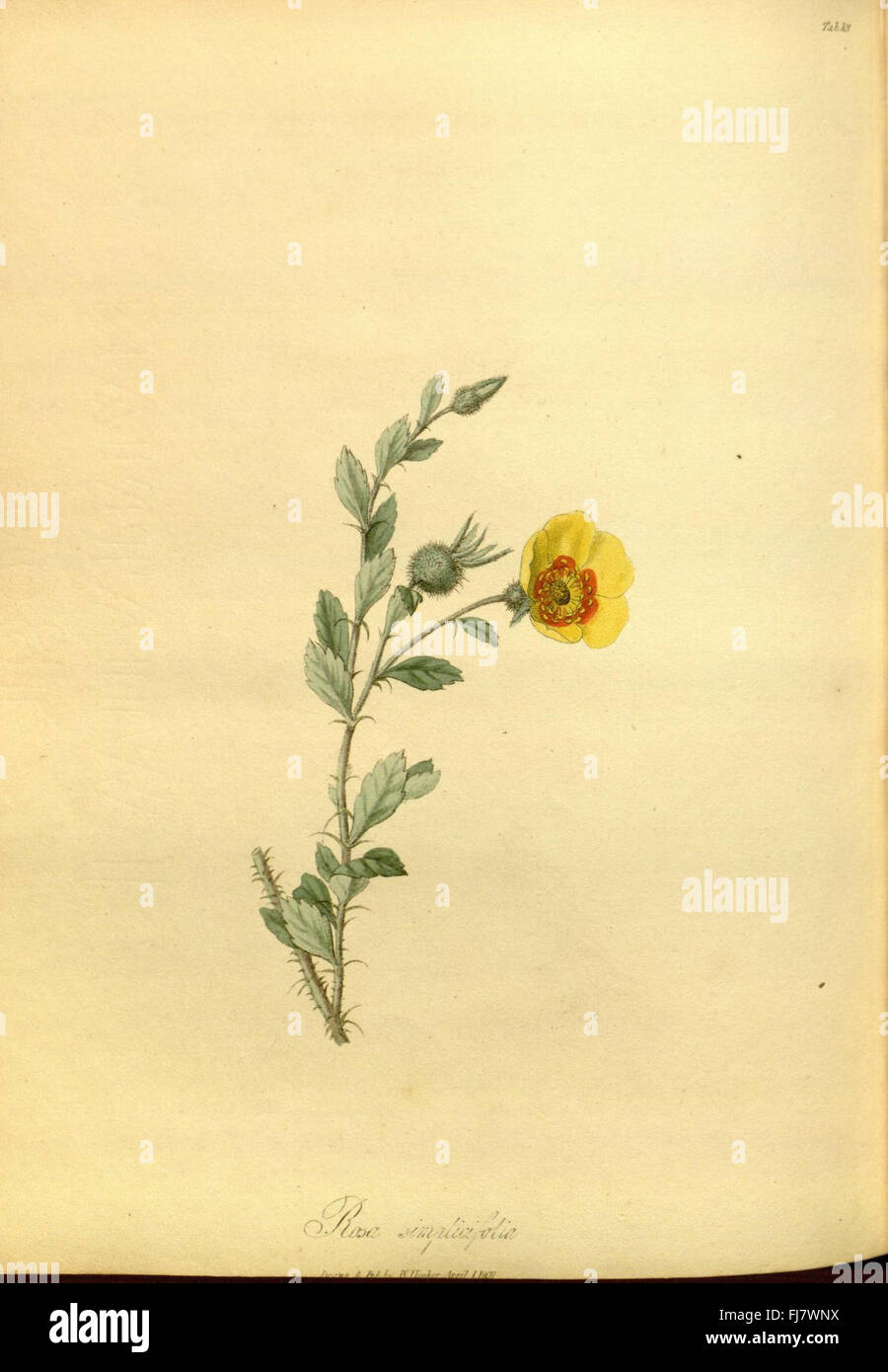 An 1805 botanical work illustrating cultivated plants in London ...