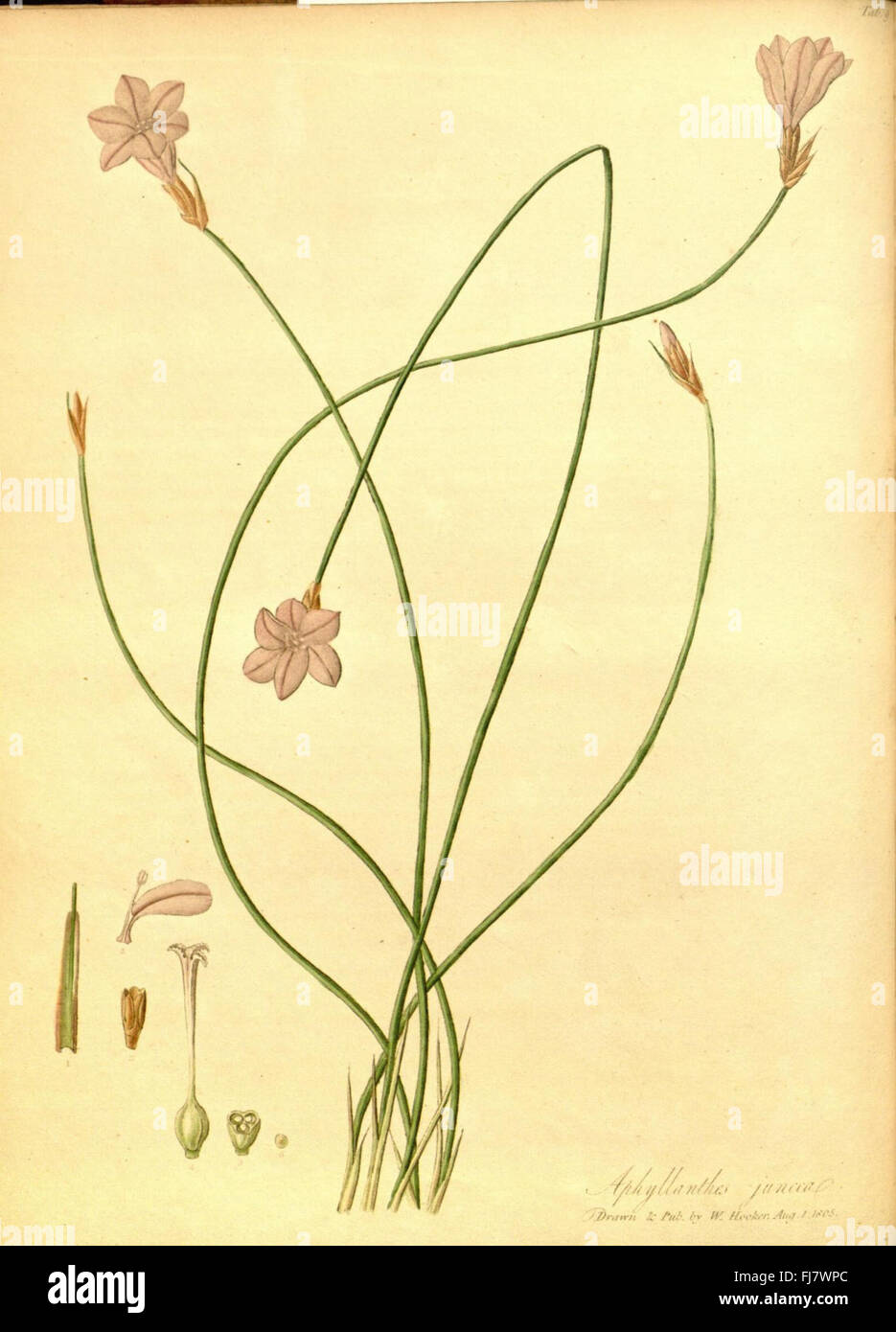 A botanical copper engraving from 1805 showcasing cultivated plants in ...