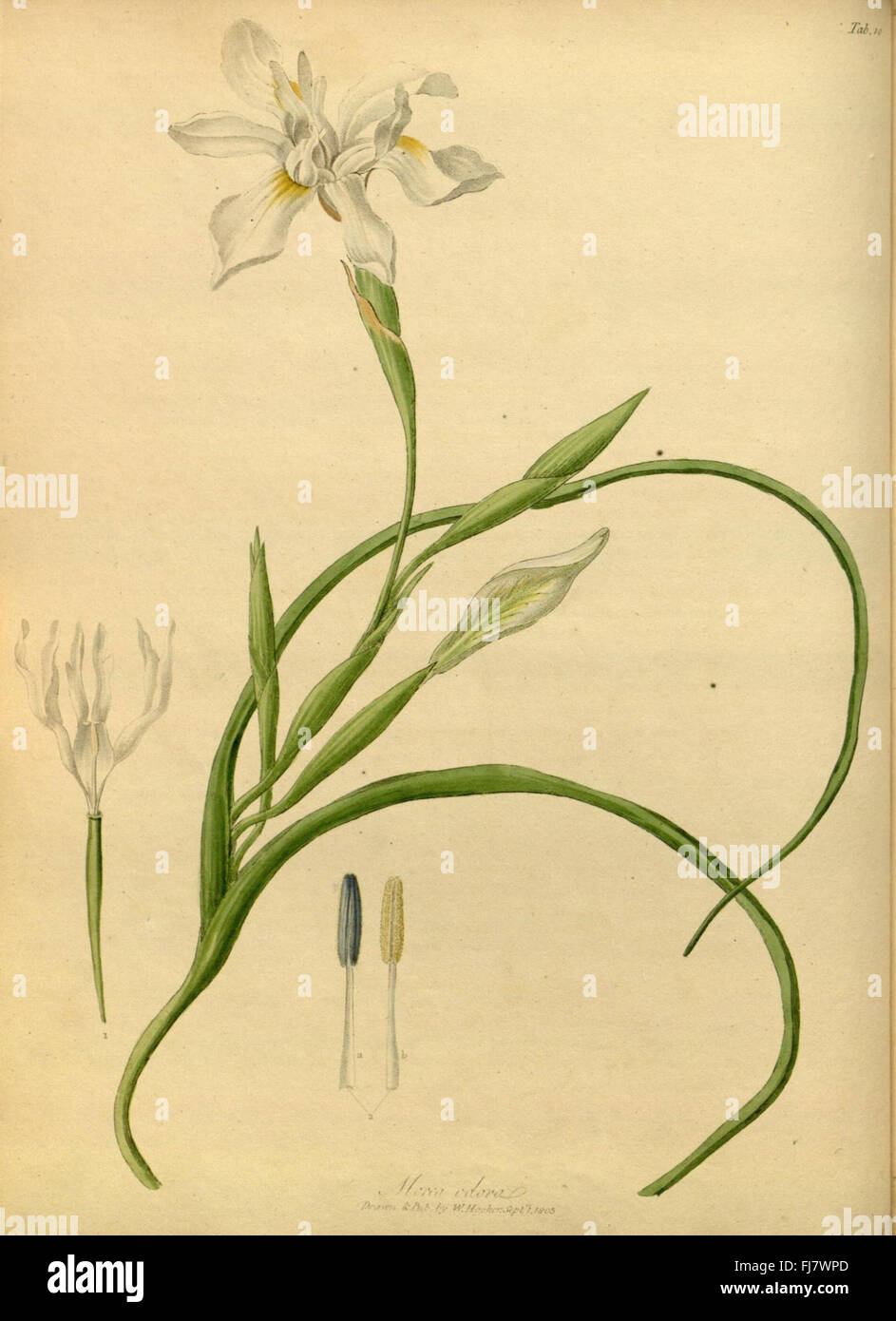 Paradise Londinensis, 1805, 19th Century Copper Engraving, England ...