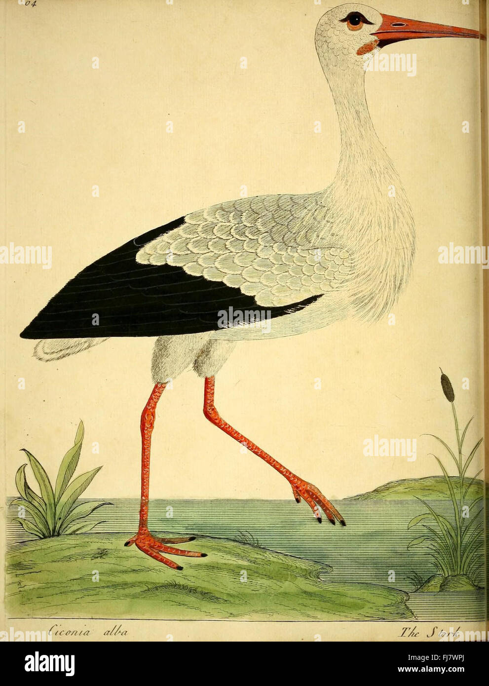 A natural history of birds (Numb. LXIV): An early work documenting bird ...