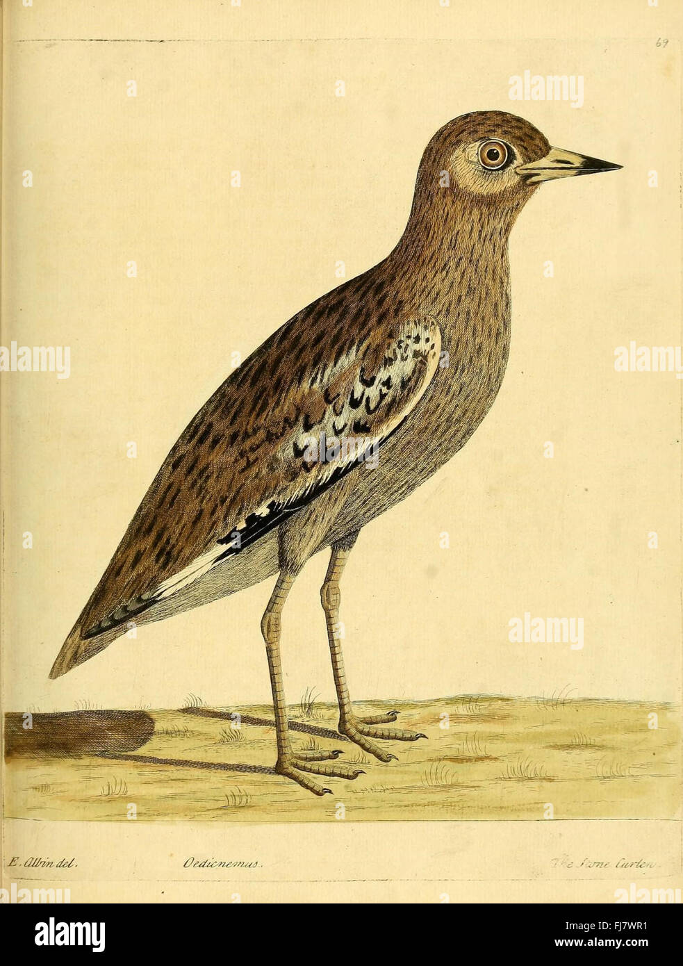 A Natural History of Birds (Numb. LXIX), Birds, Early Works to 1800 ...