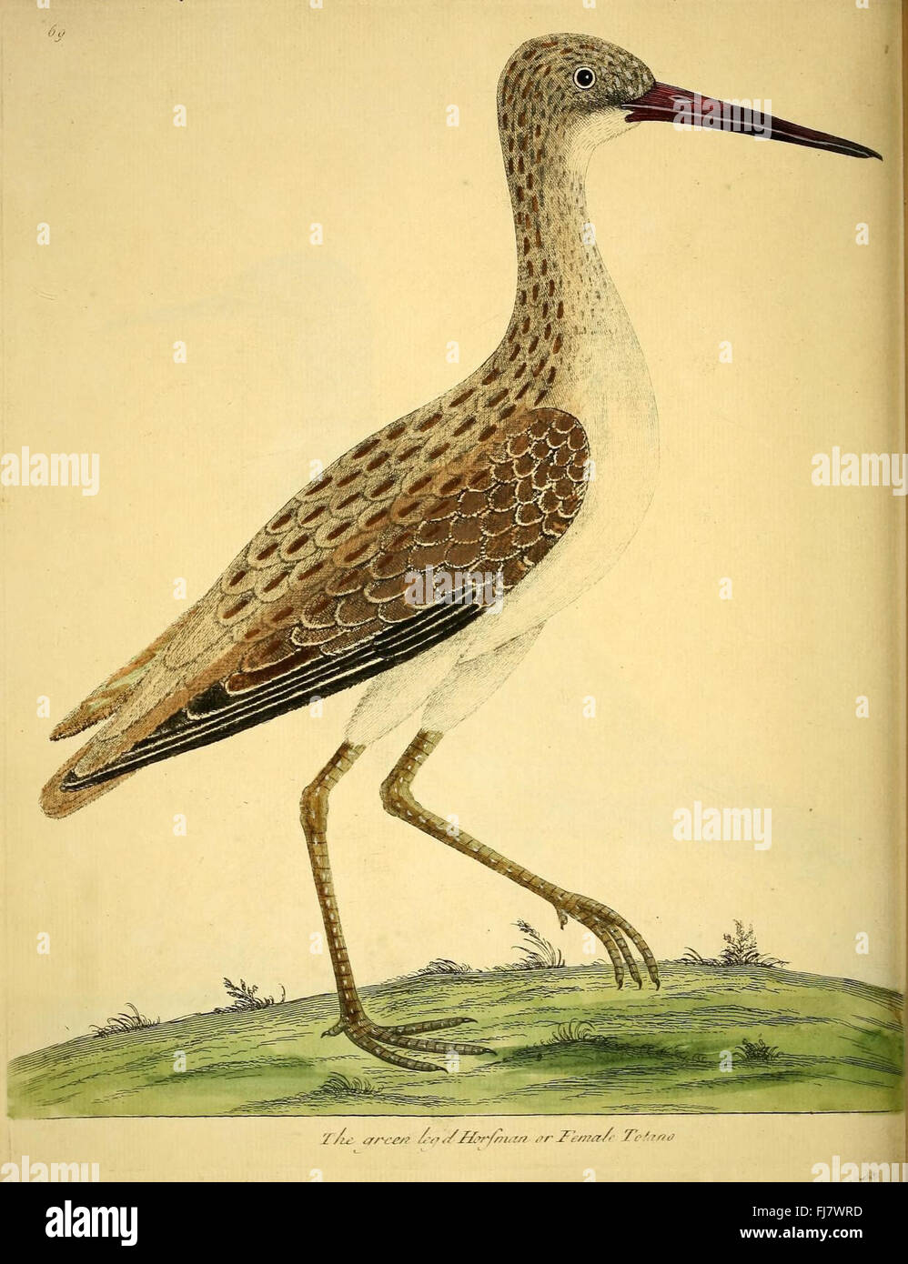A natural history of birds (Numb. LXIX Stock Photo - Alamy