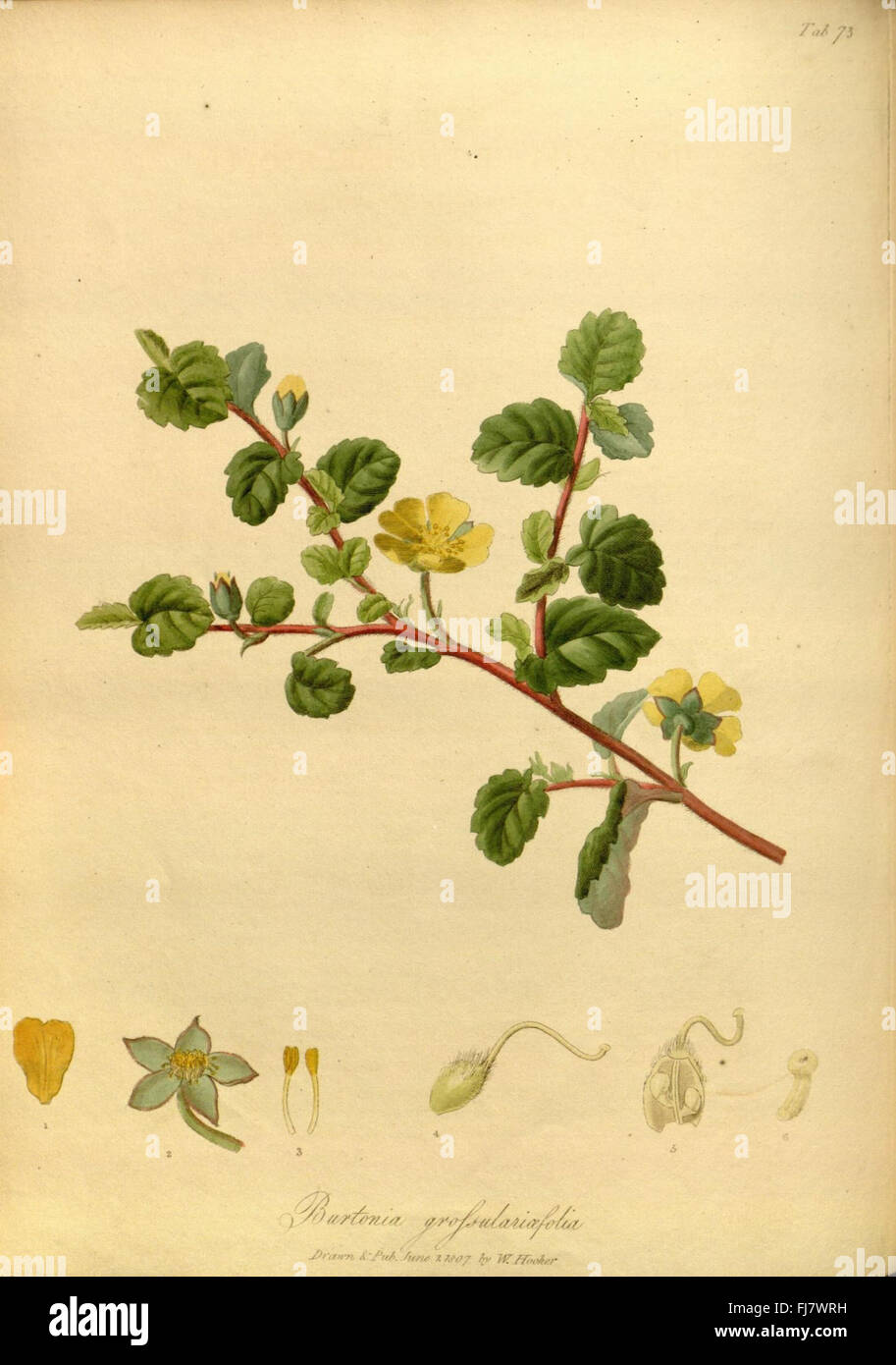 An early 19th-century copper-engraved botanical work featuring ...