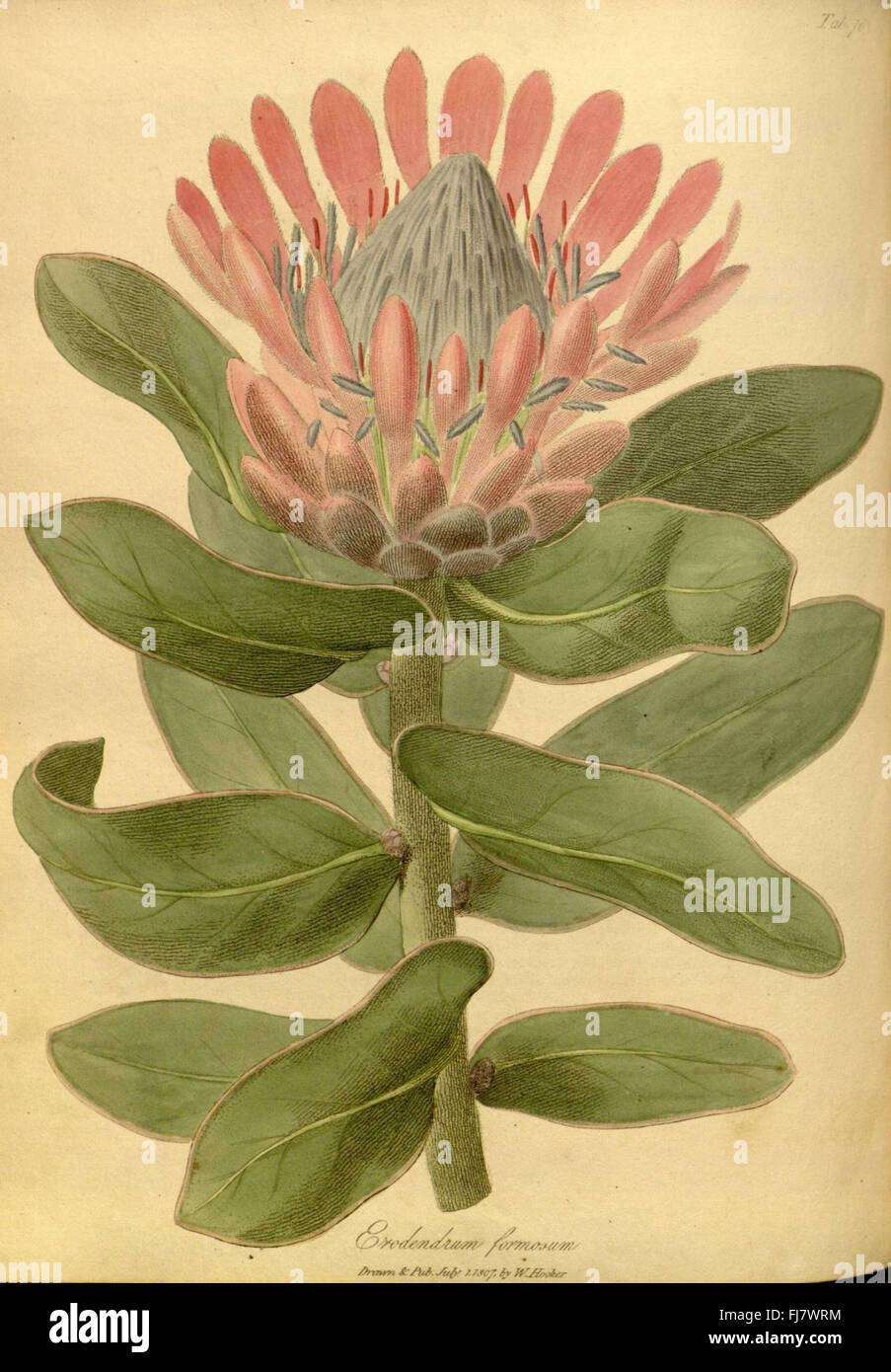 A botanical work from 1805 featuring copper engravings of cultivated ...