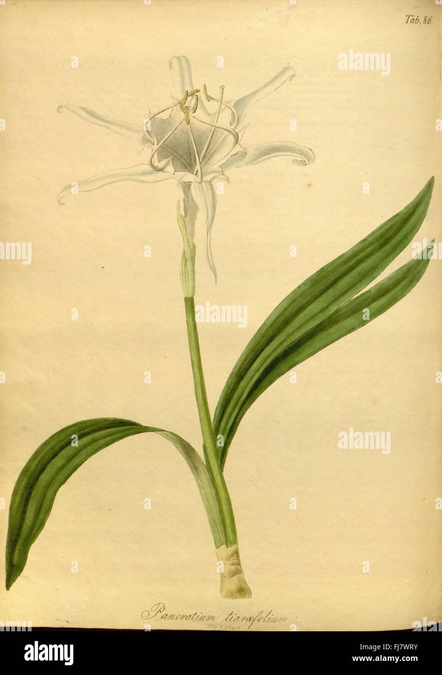 A botanical work from the early 19th century showcasing plants ...