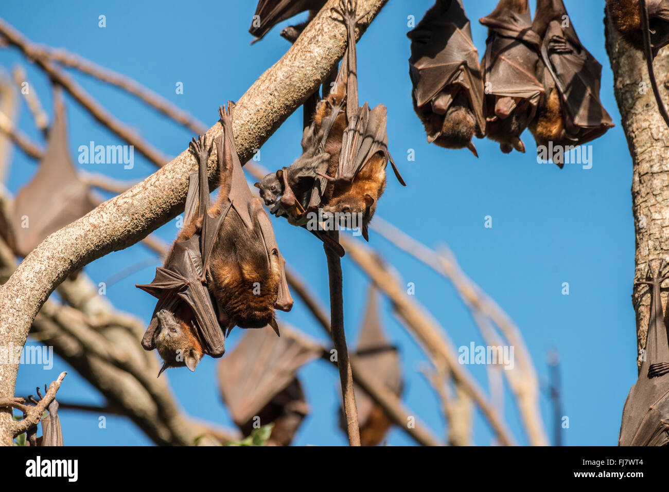 Little Red flying fox carrying her baby roosting and grooming within ...
