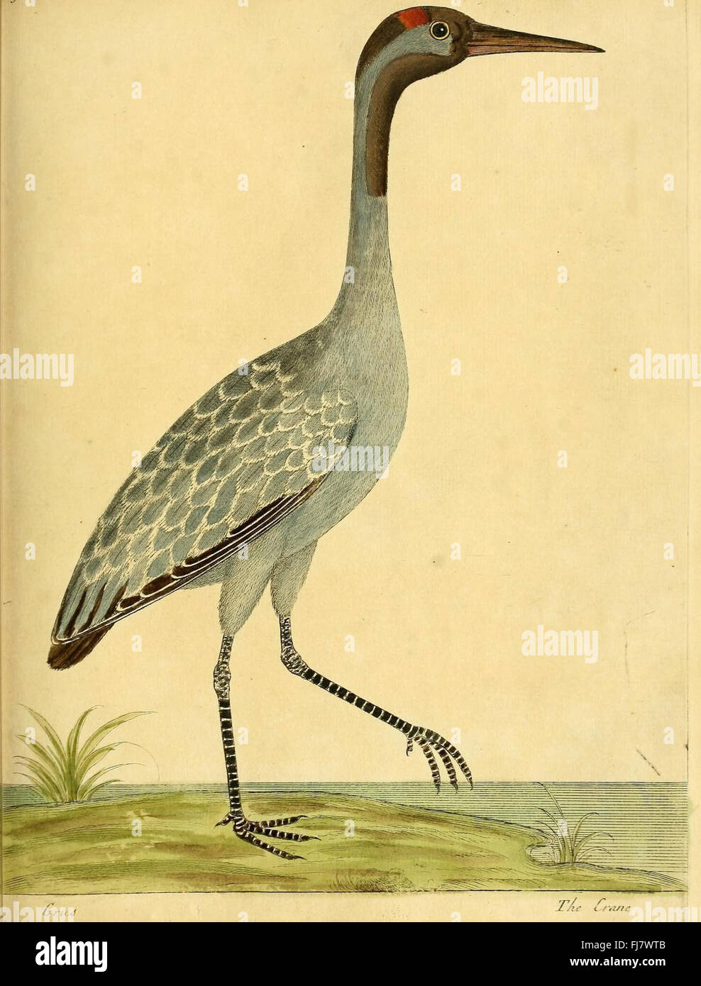 A natural history of birds (Numb. LXV Stock Photo - Alamy