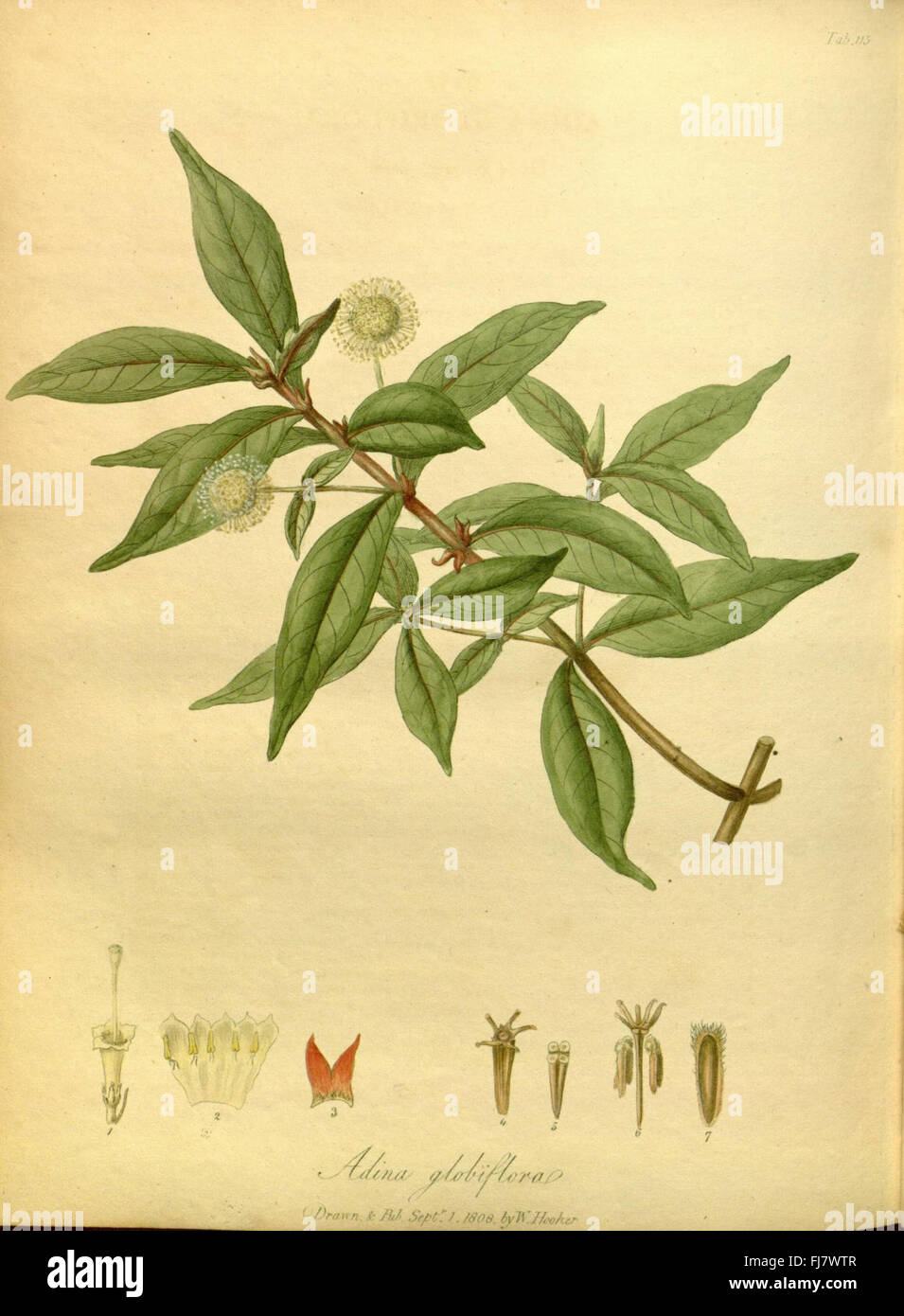 19th Century, London, Botanical Illustration, Copper Engraving ...